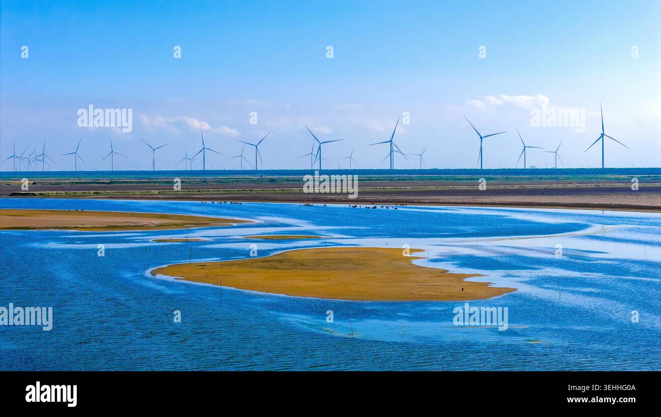 Migratory birds fly freely and milu deer roam leisurely in Dongtai ...