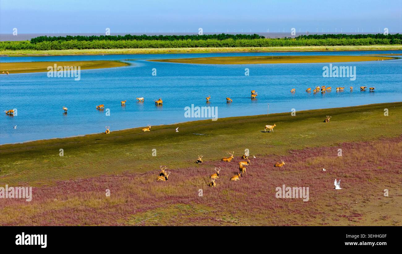 Migratory birds fly freely and milu deer roam leisurely in Dongtai ...
