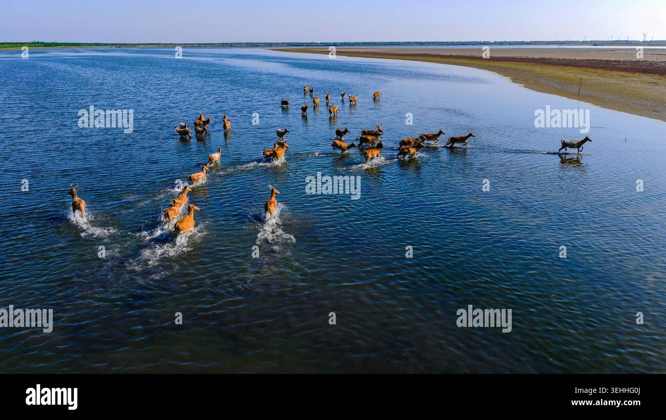 Migratory birds fly freely and milu deer roam leisurely in Dongtai ...