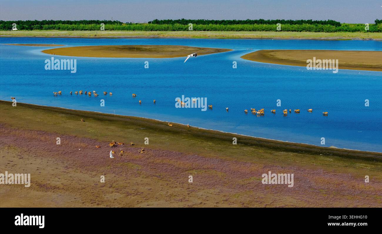 Migratory birds fly freely and milu deer roam leisurely in Dongtai ...