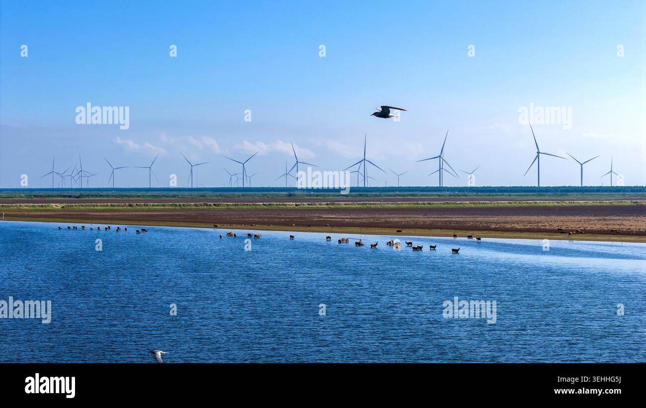 Migratory birds fly freely and milu deer roam leisurely in Dongtai ...