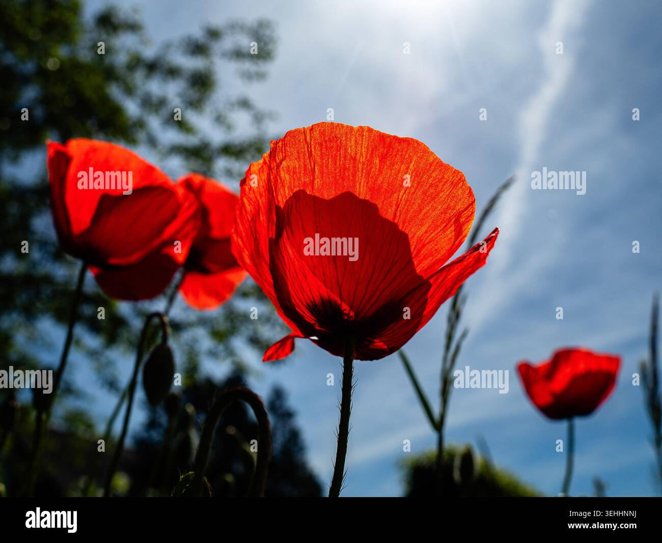 A view of a poppy from below. The Netherlands is finishing a sunny and ...