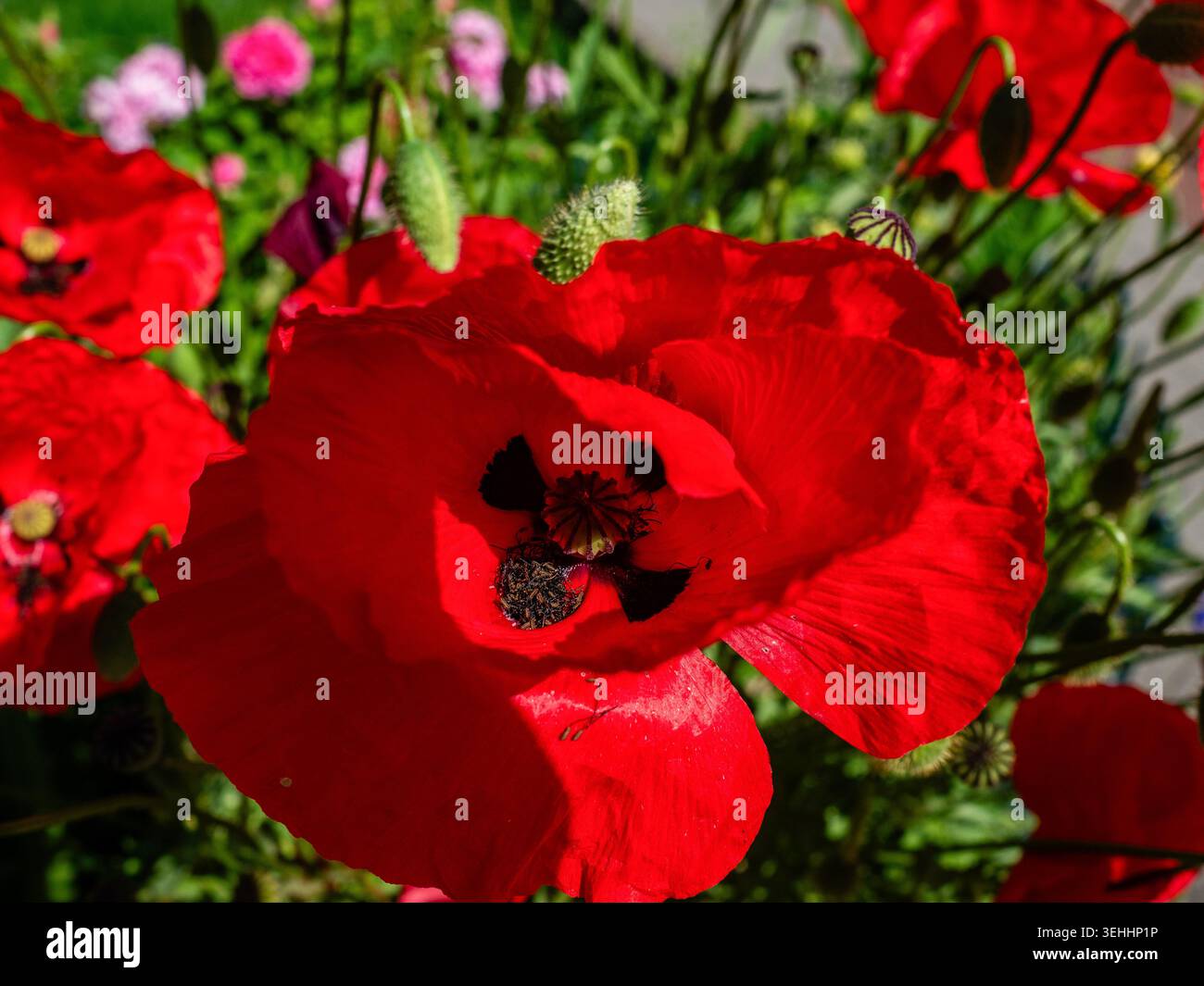 A closer look at the inside of a poppy. The Netherlands is finishing a ...