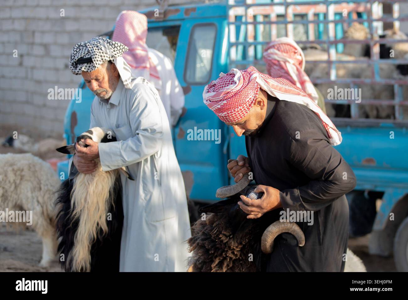 Iraqi traders inspect a herd of sheep before purchasing them at a ...