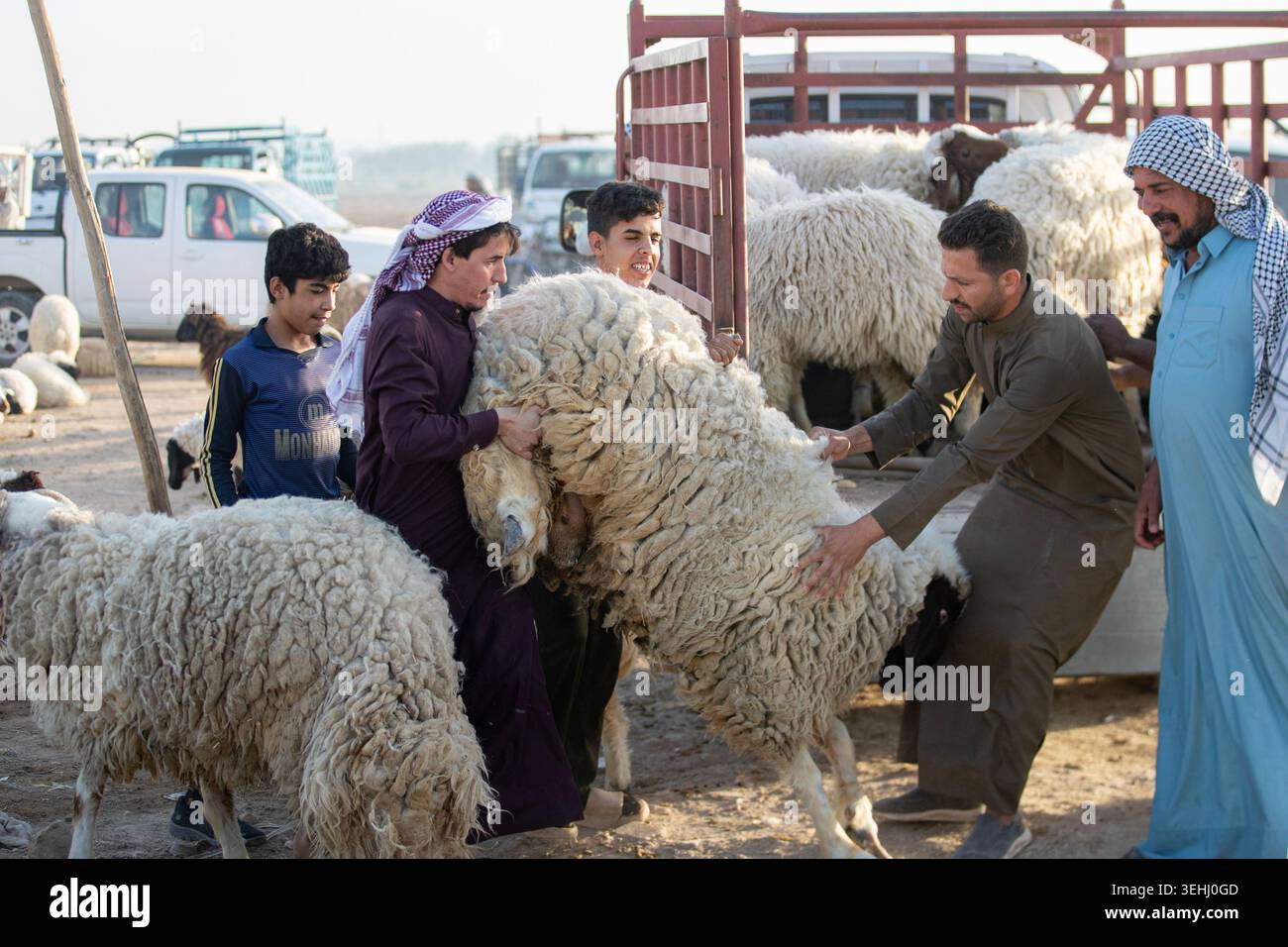 Iraqi traders inspect a herd of sheep before purchasing them at a ...