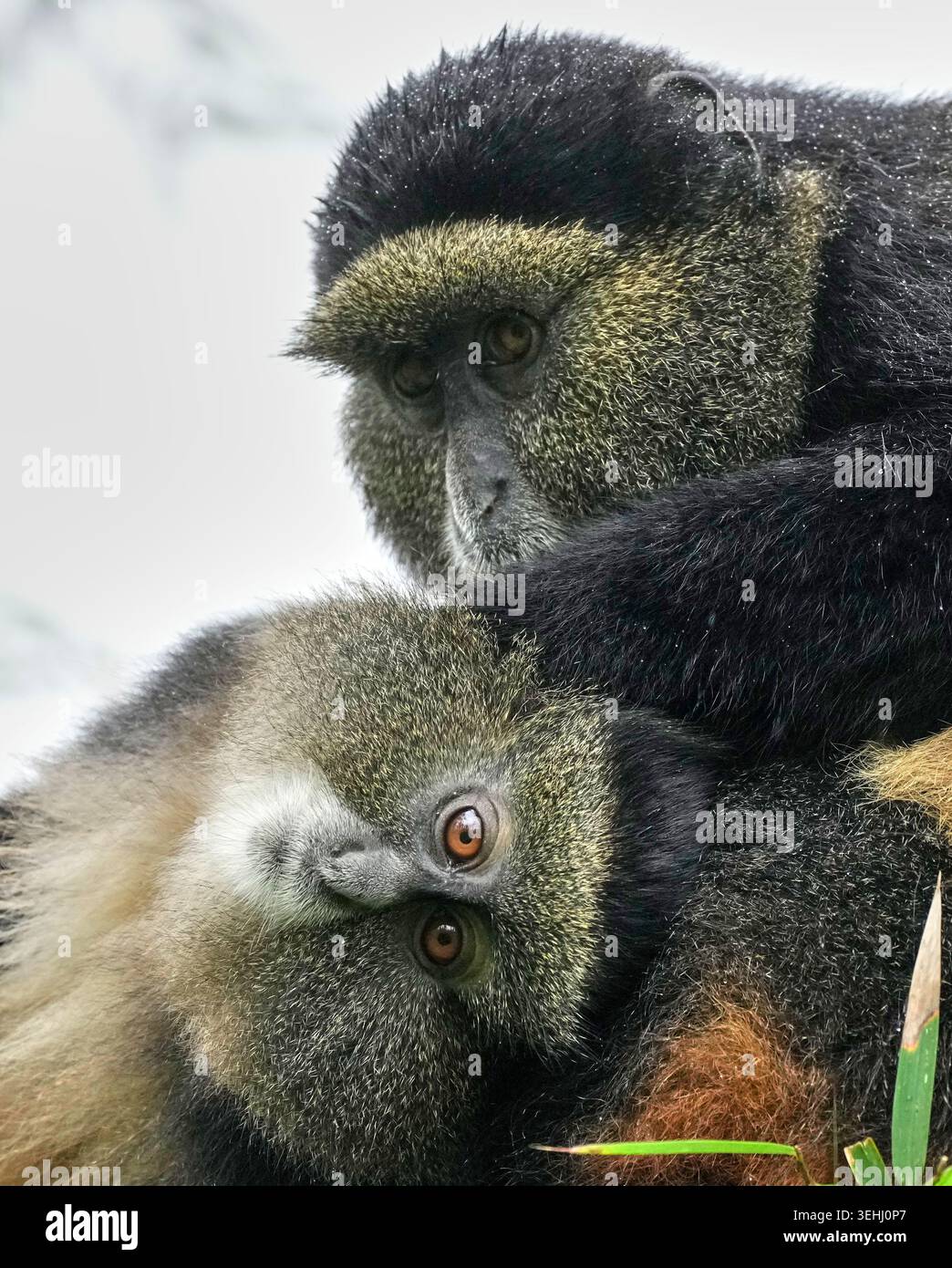 Golden monkeys groom each other, removing debris and parasites from ...