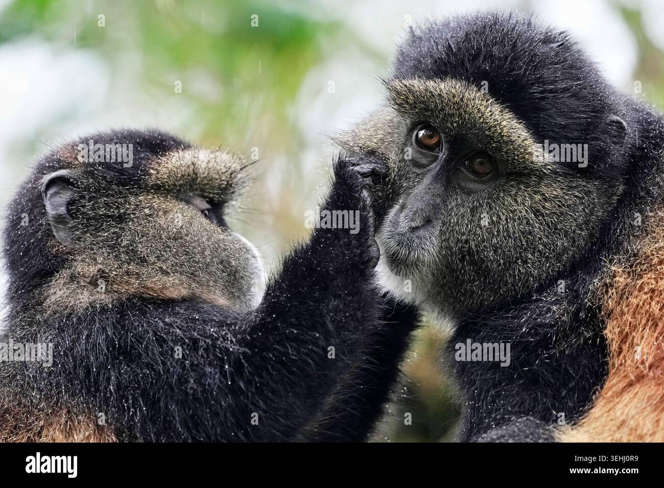 Golden monkeys groom each other, removing debris and parasites from ...