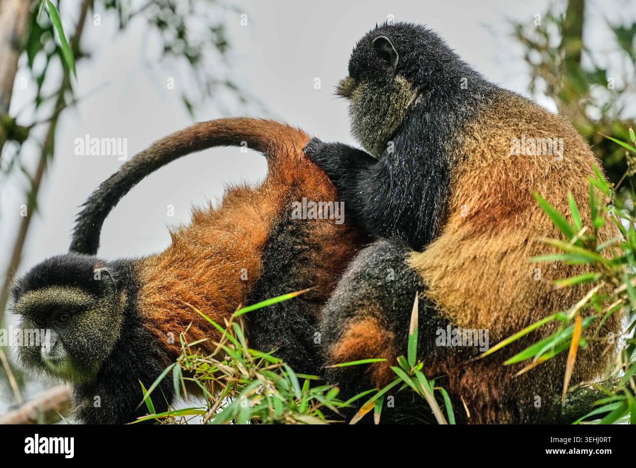 Golden monkeys groom each other, removing debris and parasites from ...
