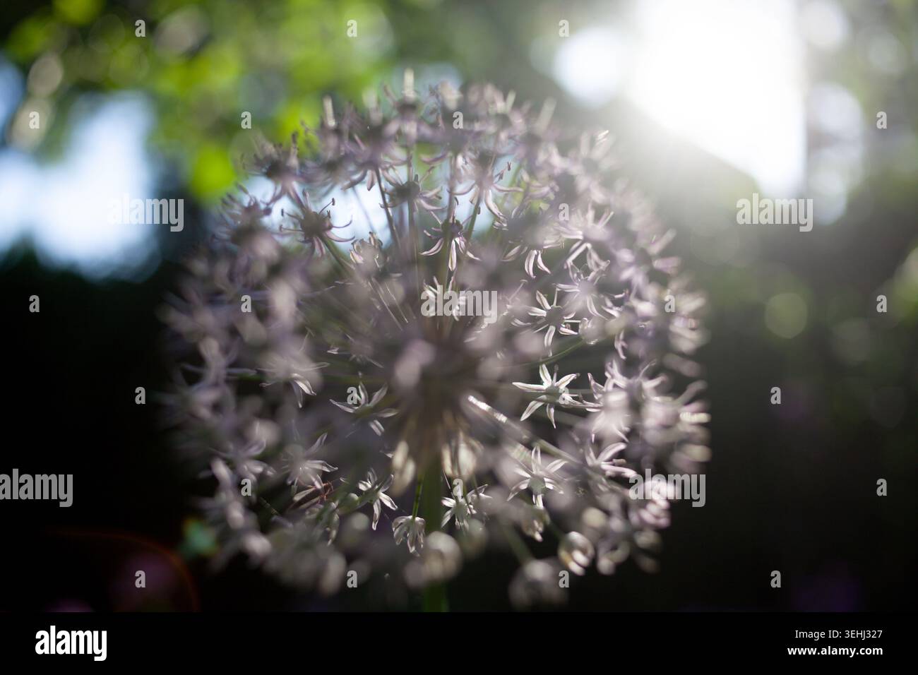 25 May 2026, Berlin: Ornamental leeks blooming in a garden on a ...