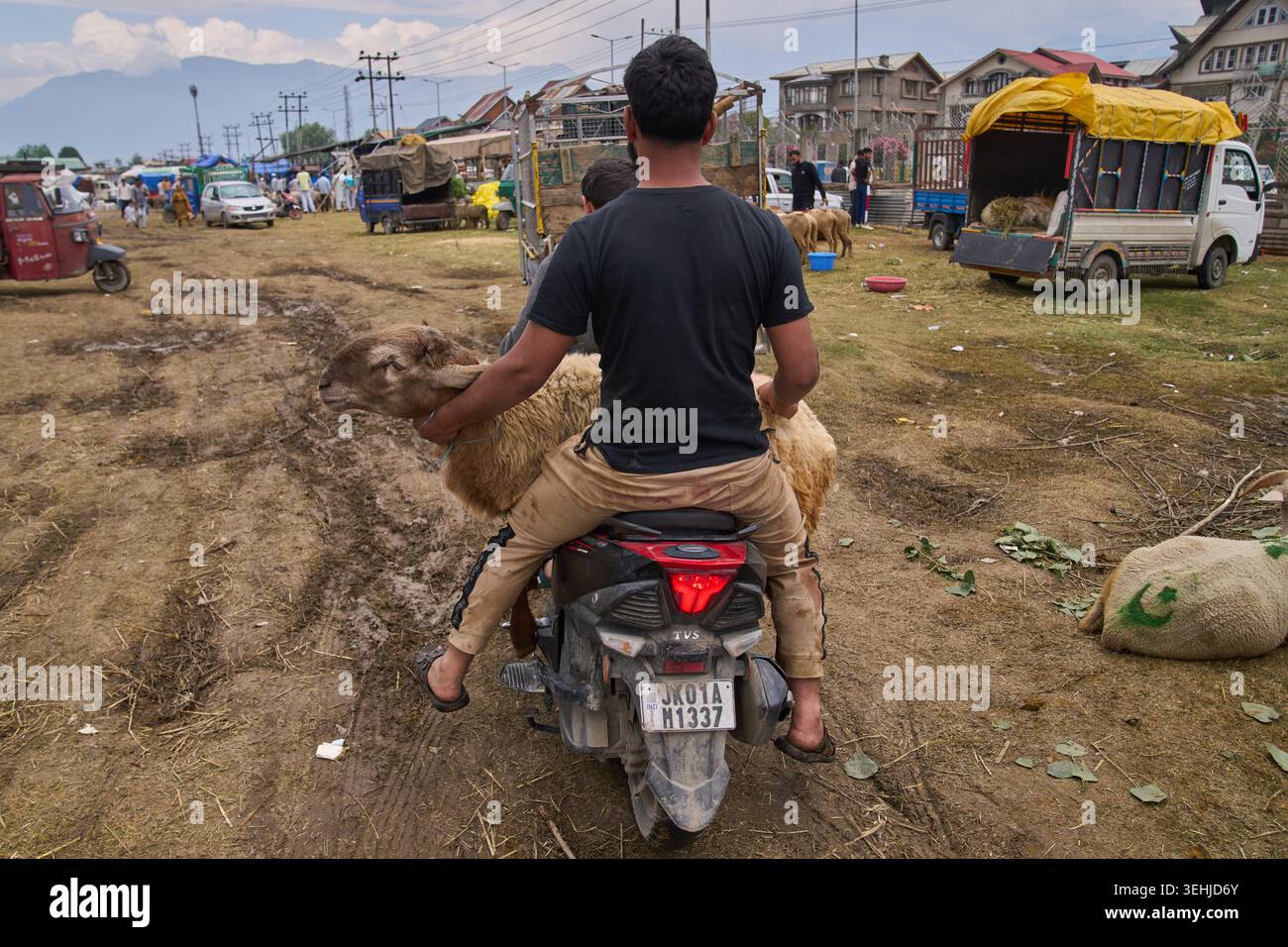 Kashmiri men transports a sheep on a scooter after buying it at the ...