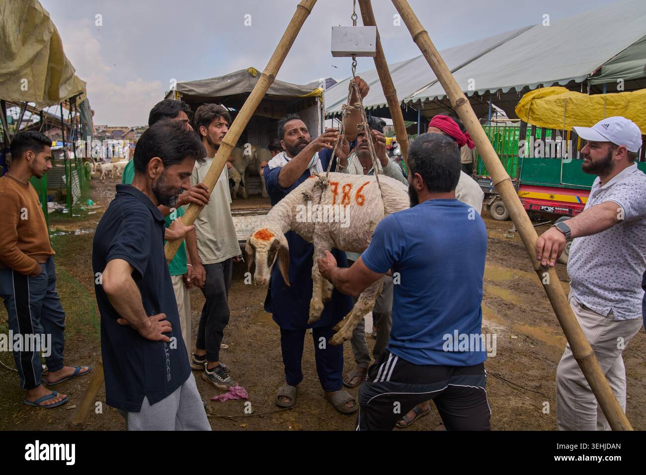 A sheep is weighed before sale at a livestock market ahead of the ...