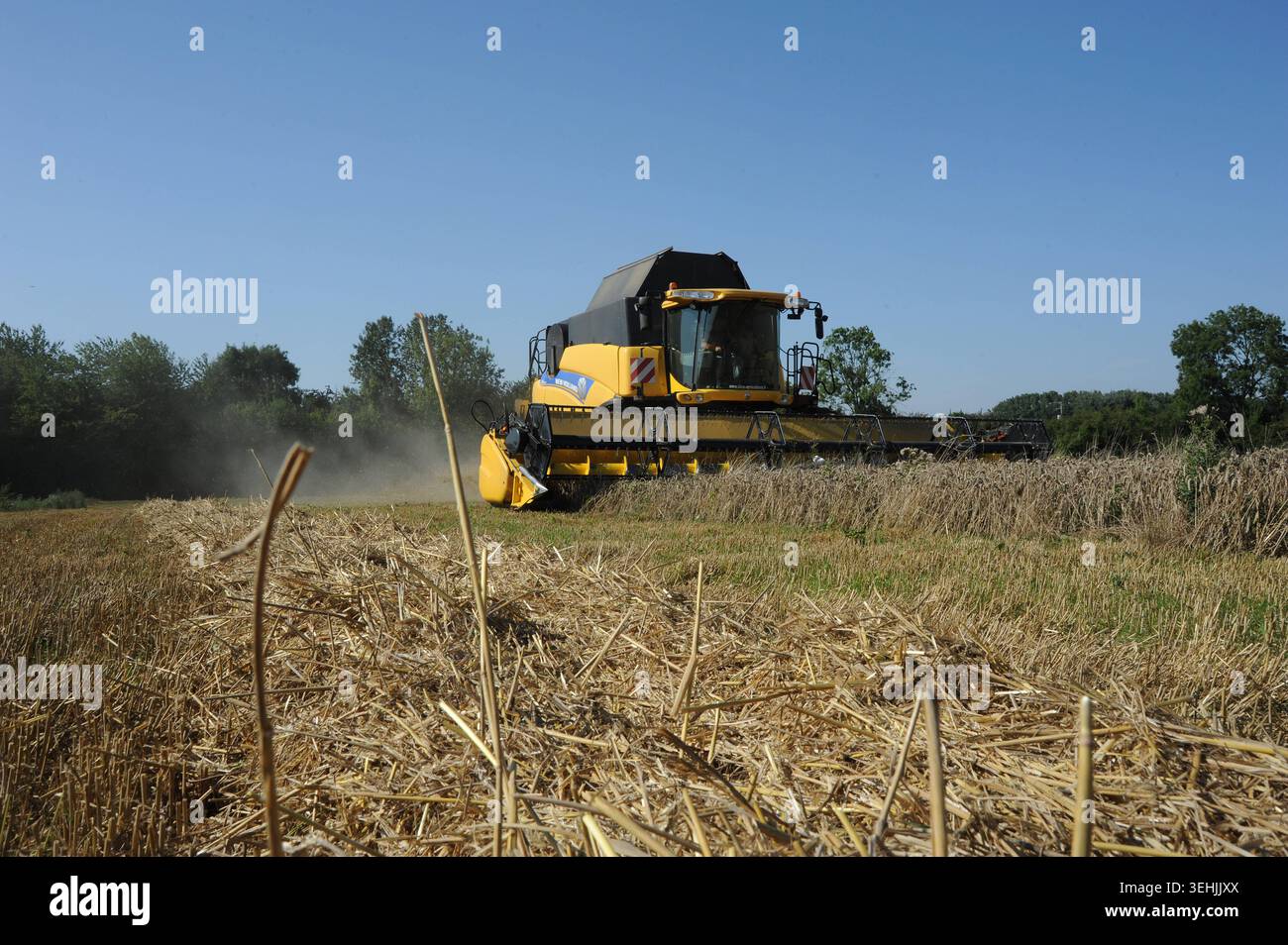 A yellow combine harvester harvests barley in a field under a clear ...
