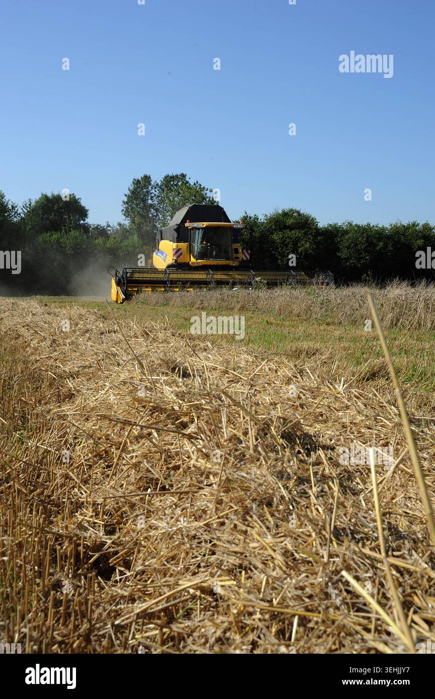 A yellow combine harvester harvests a field of barley under a clear ...