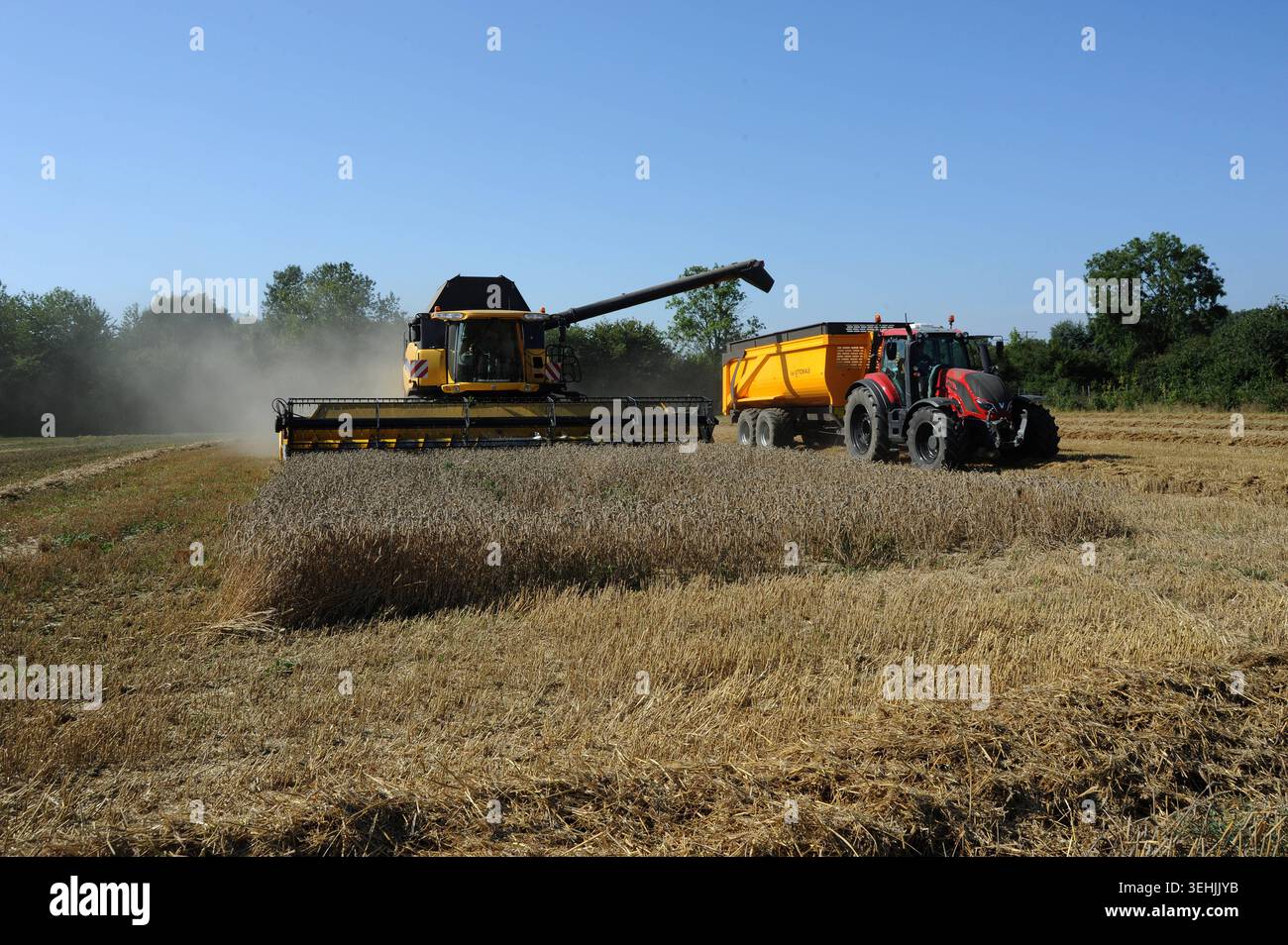 A yellow combine harvester harvests barley in a field, discharging ...