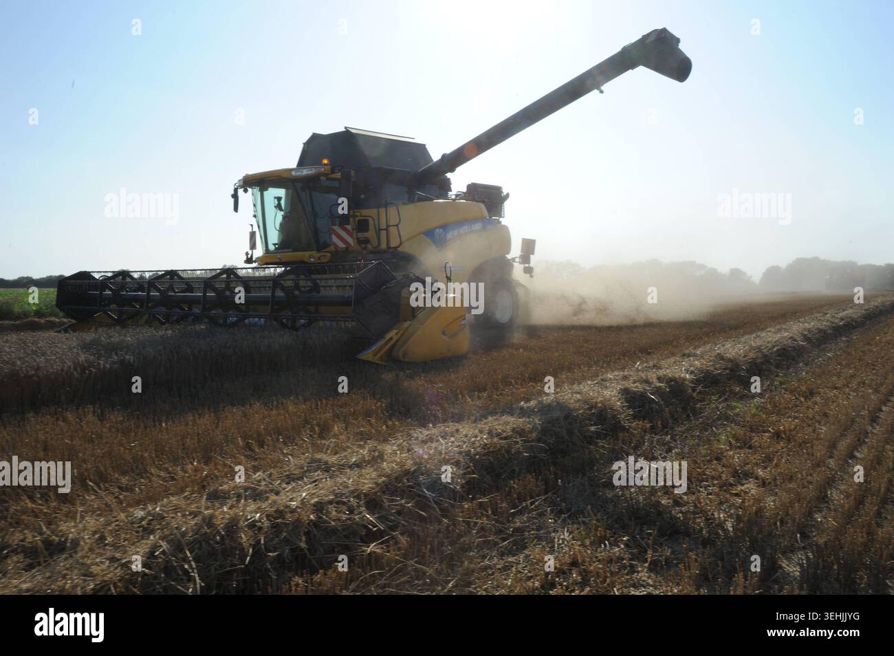 A yellow combine harvester harvests barley in a field. The machine ...