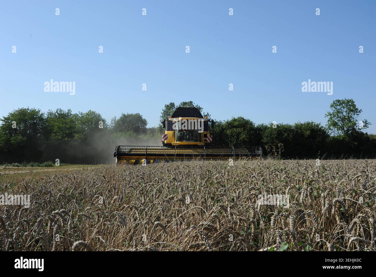 A yellow combine harvester harvests a field of barley under a clear ...