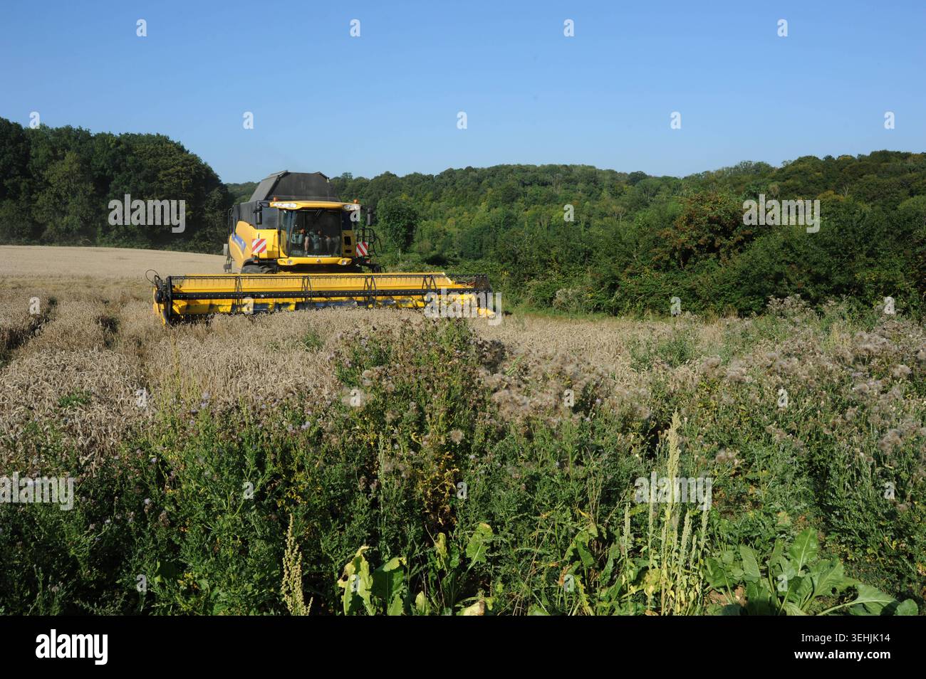 A yellow combine harvester operates in a field of barley. Green trees ...