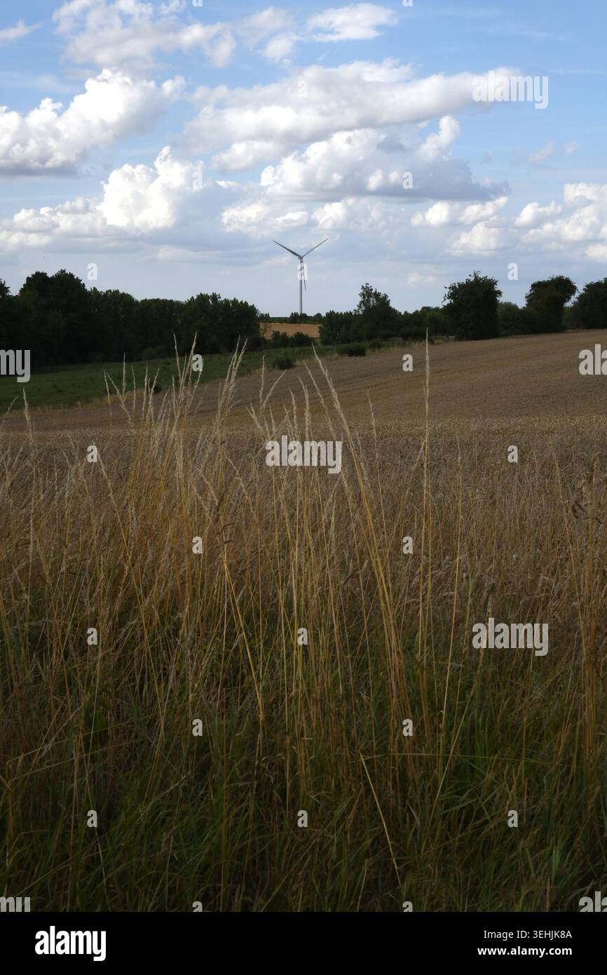 A field of golden barley stands under a blue sky with white clouds. A ...