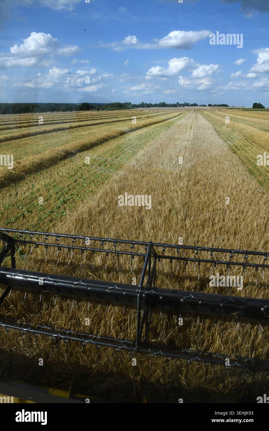 A combine harvester s header faces a field of golden barley under a ...