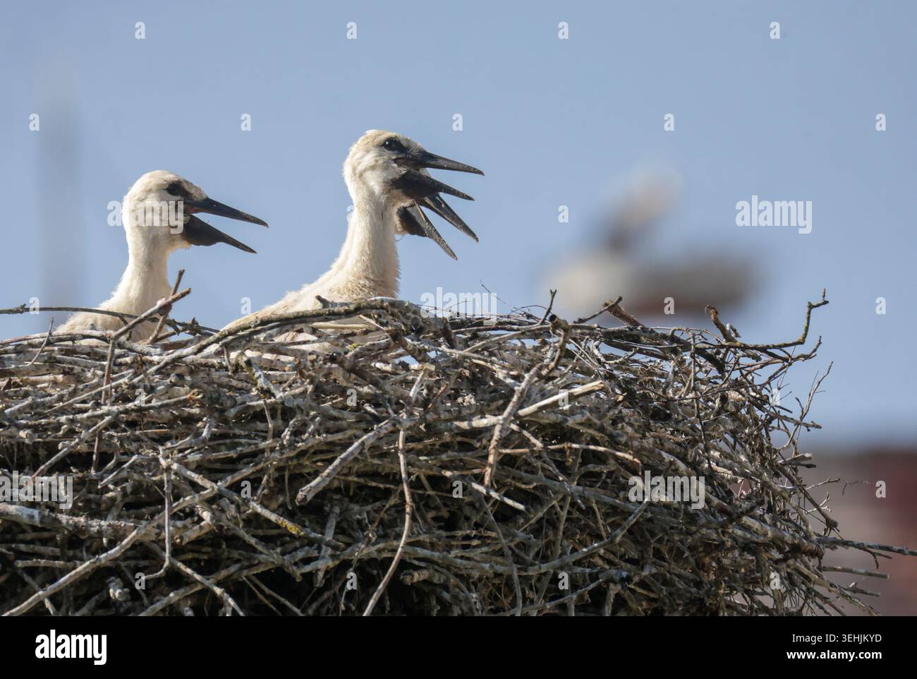 25 May 2026, Baden-Württemberg, Zwiefalten: Three young storks sit in ...
