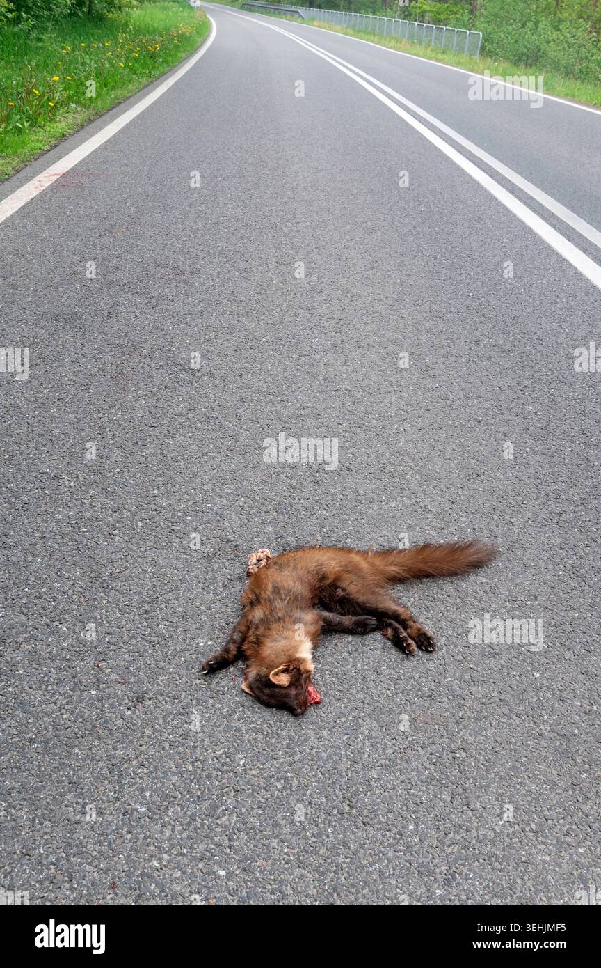 Stepnica Poland May 2026 Pine Martin Martes martes road kill. mammal ...