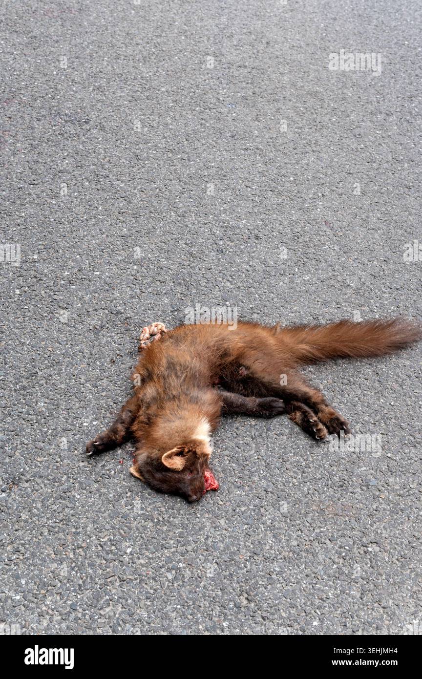 Stepnica Poland May 2026 Pine Martin Martes martes road kill. mammal ...