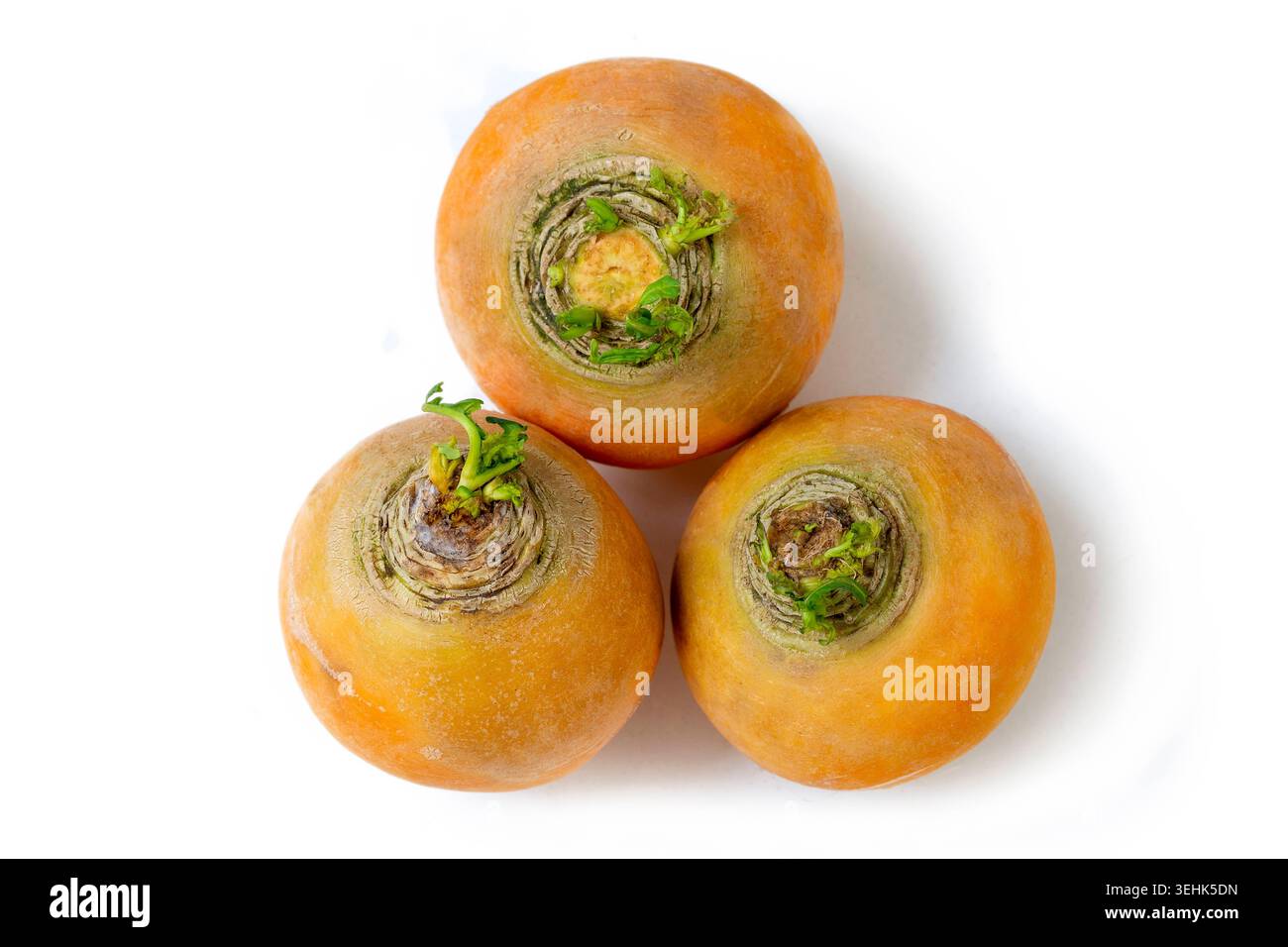 Three yellow rutabagas Brassica napus are positioned on a white ...