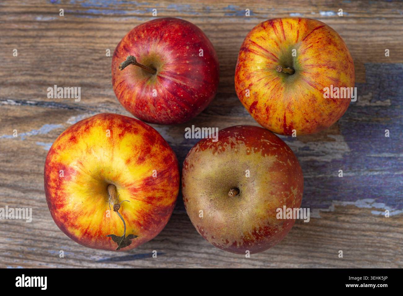 Four apples Malus domestica with varying red and yellow skin tones are ...