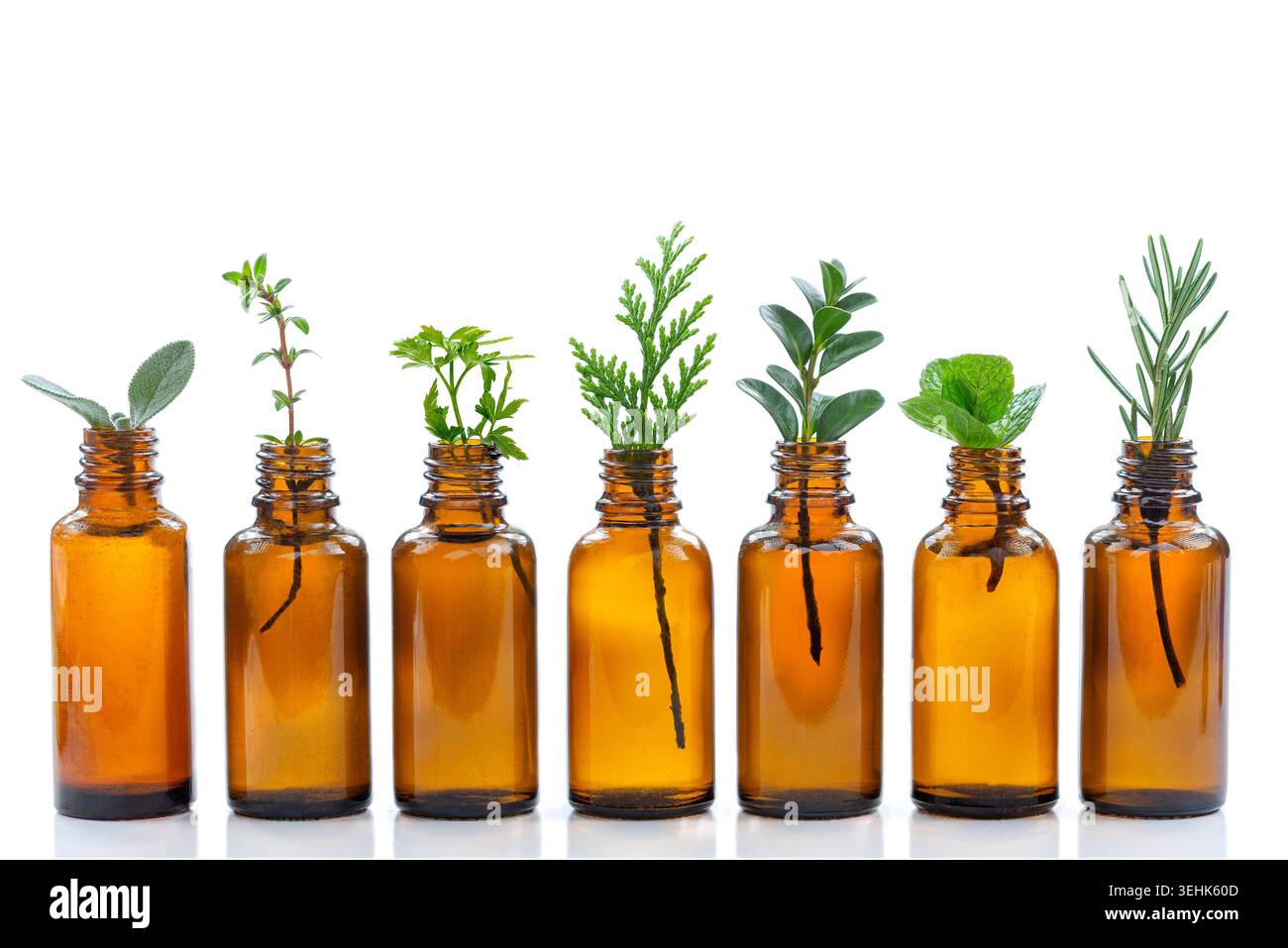 Seven amber glass bottles contain cuttings of sage Salvia officinalis ...