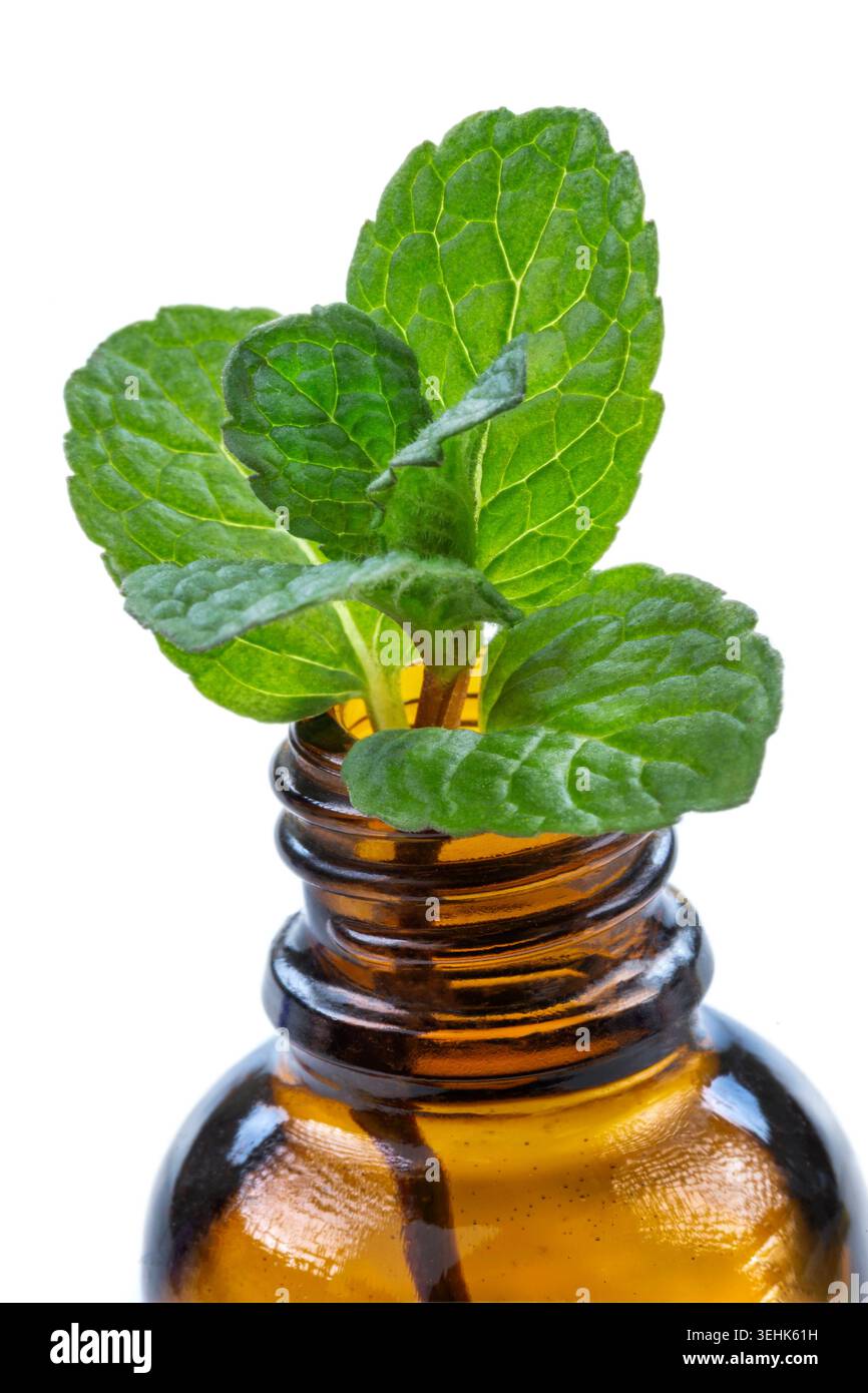 A sprig of mint Mentha is placed inside an open brown glass bottle ...