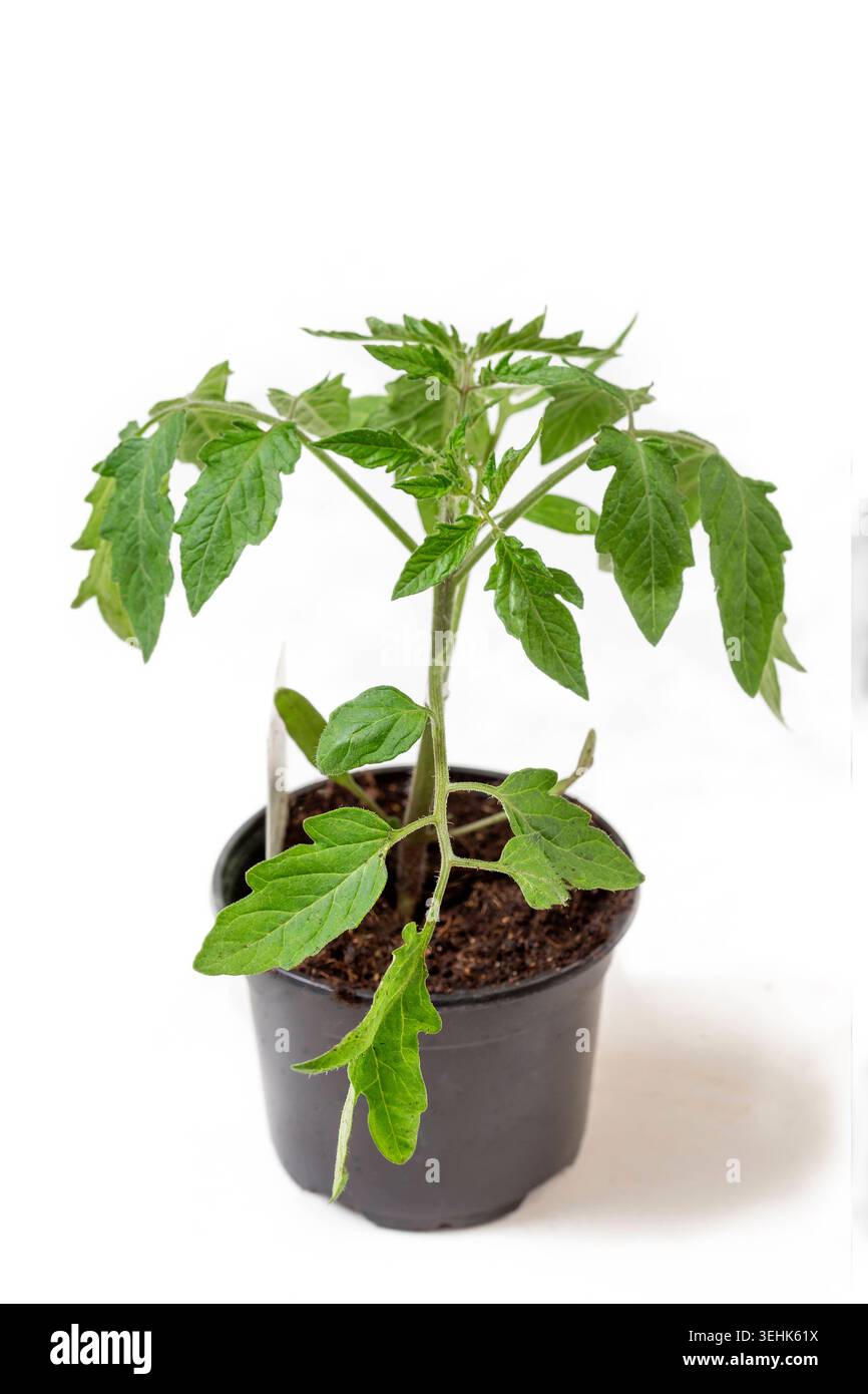 A tomato Solanum lycopersicum plant with green leaves is growing in a ...