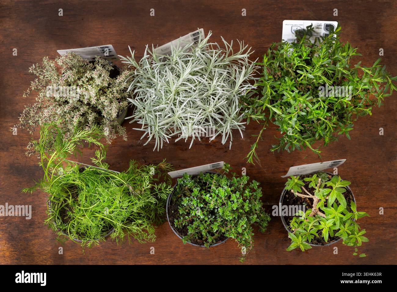 Six potted herbs are arranged on a wooden surface: thyme Thymus ...