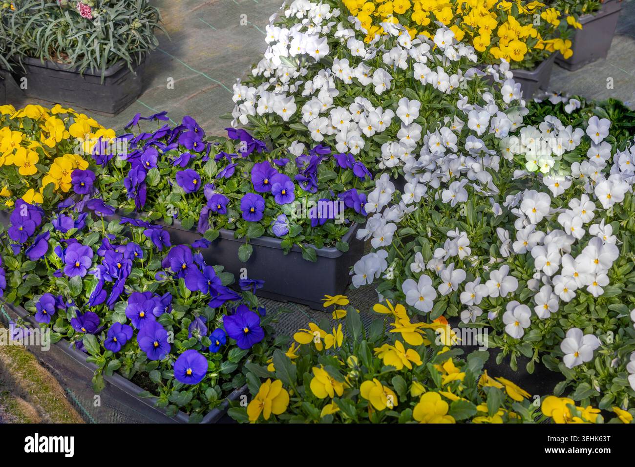 Yellow, white, and purple pansies Viola wittrockiana planted in black ...