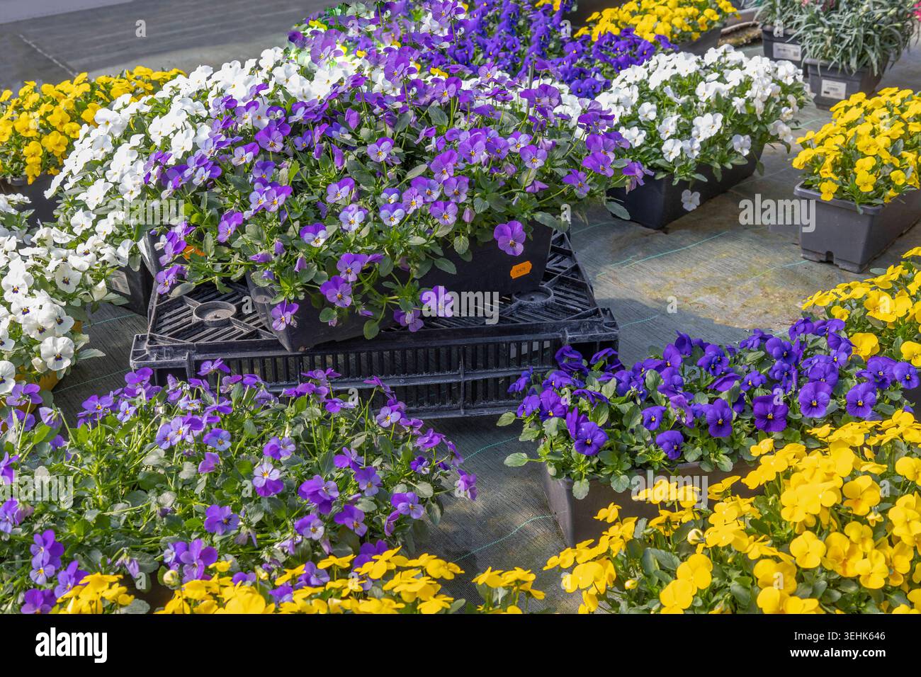 Purple, white, and yellow pansies Viola wittrockiana planted in black ...
