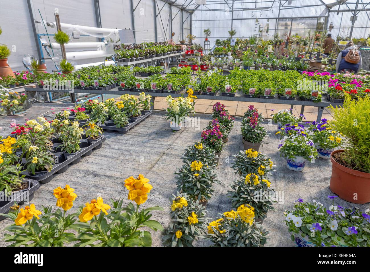 A greenhouse contains rows of potted pansies Viola in yellow, purple ...