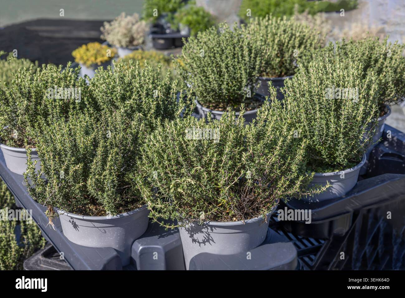 Several pots of thyme Thymus vulgaris are arranged on black plastic ...