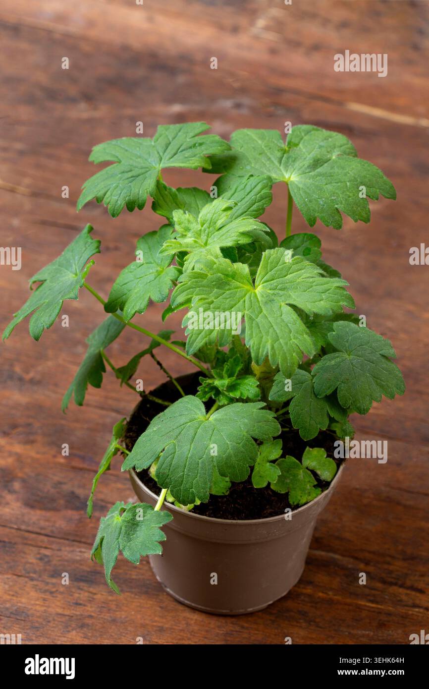 A Hardy Geranium Geranium robustum with green, lobed leaves is planted ...
