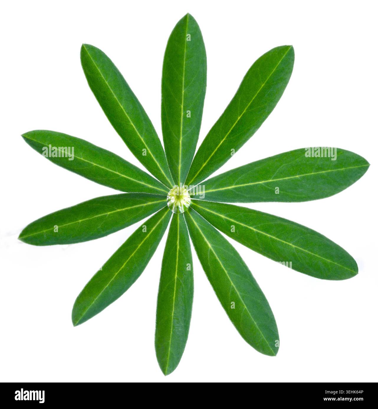 Ten green leaves of a Madagascar periwinkle Catharanthus roseus are ...