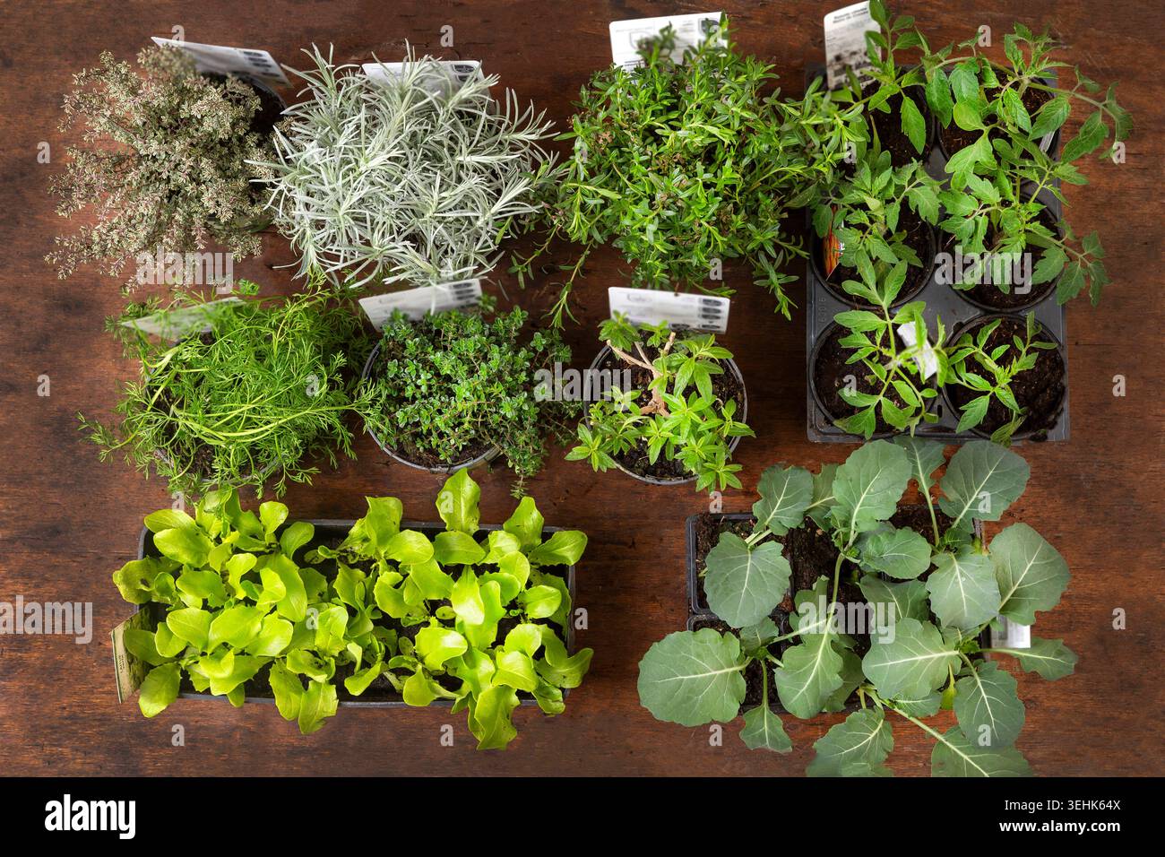 Various potted plants on a wooden surface, including tomato Solanum ...