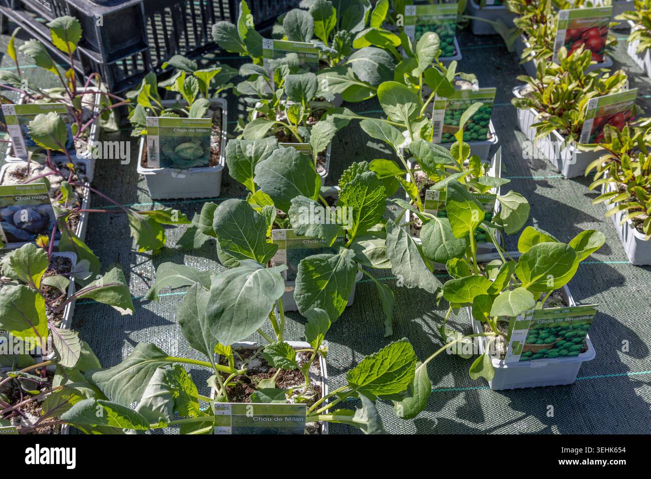 Young cabbage and beet seedlings in square plastic pots are arranged on ...