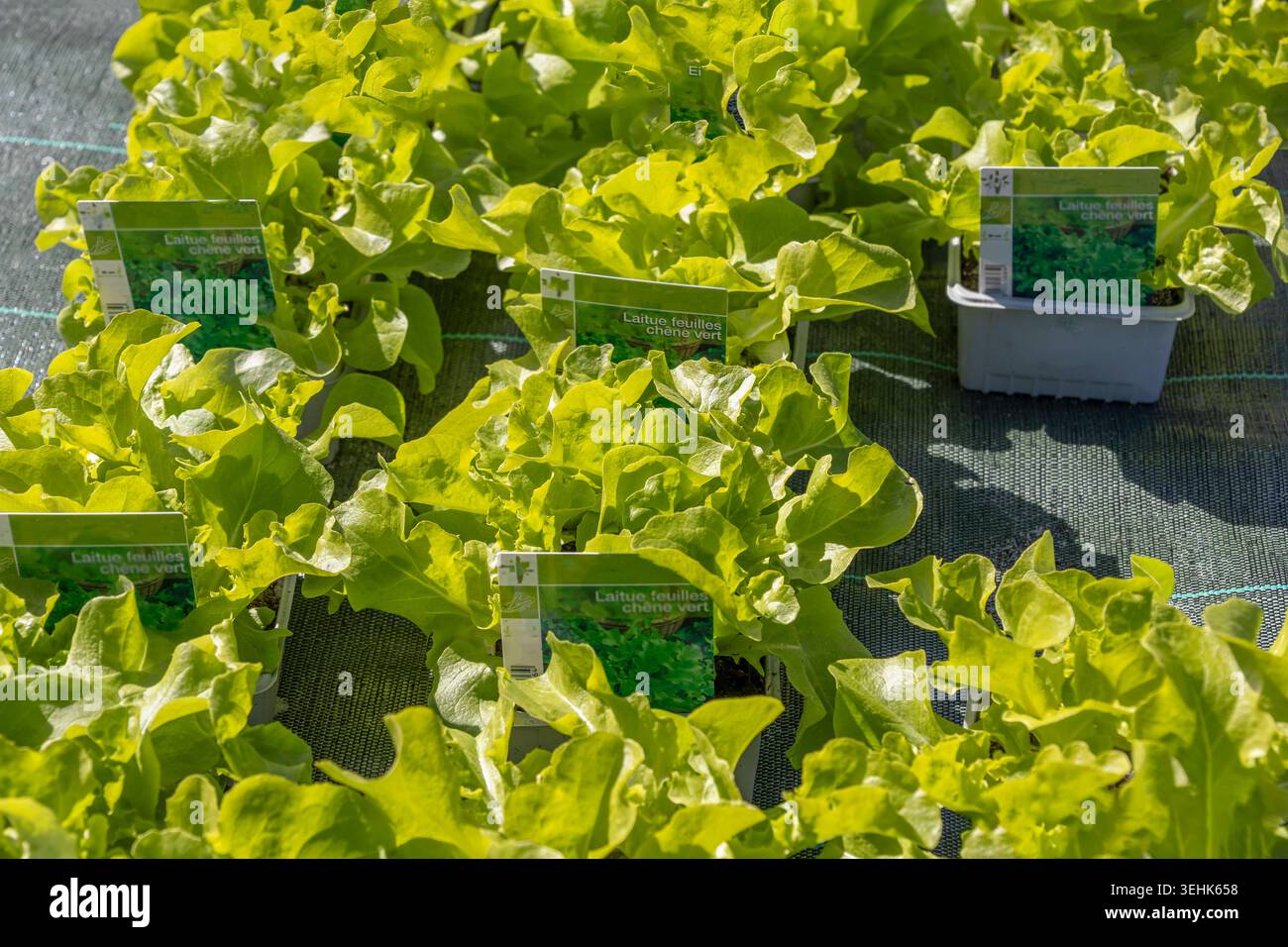 Green oak leaf lettuce plants in plastic pots are arranged on a black ...