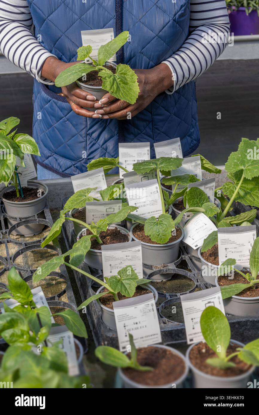 A person holds a potted cucumber Cucumis sativus plant. Several other ...