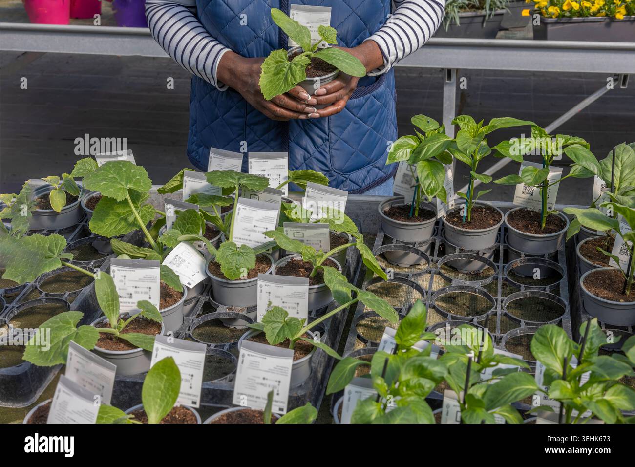 A person holds a potted seedling above several trays of young cucumber ...