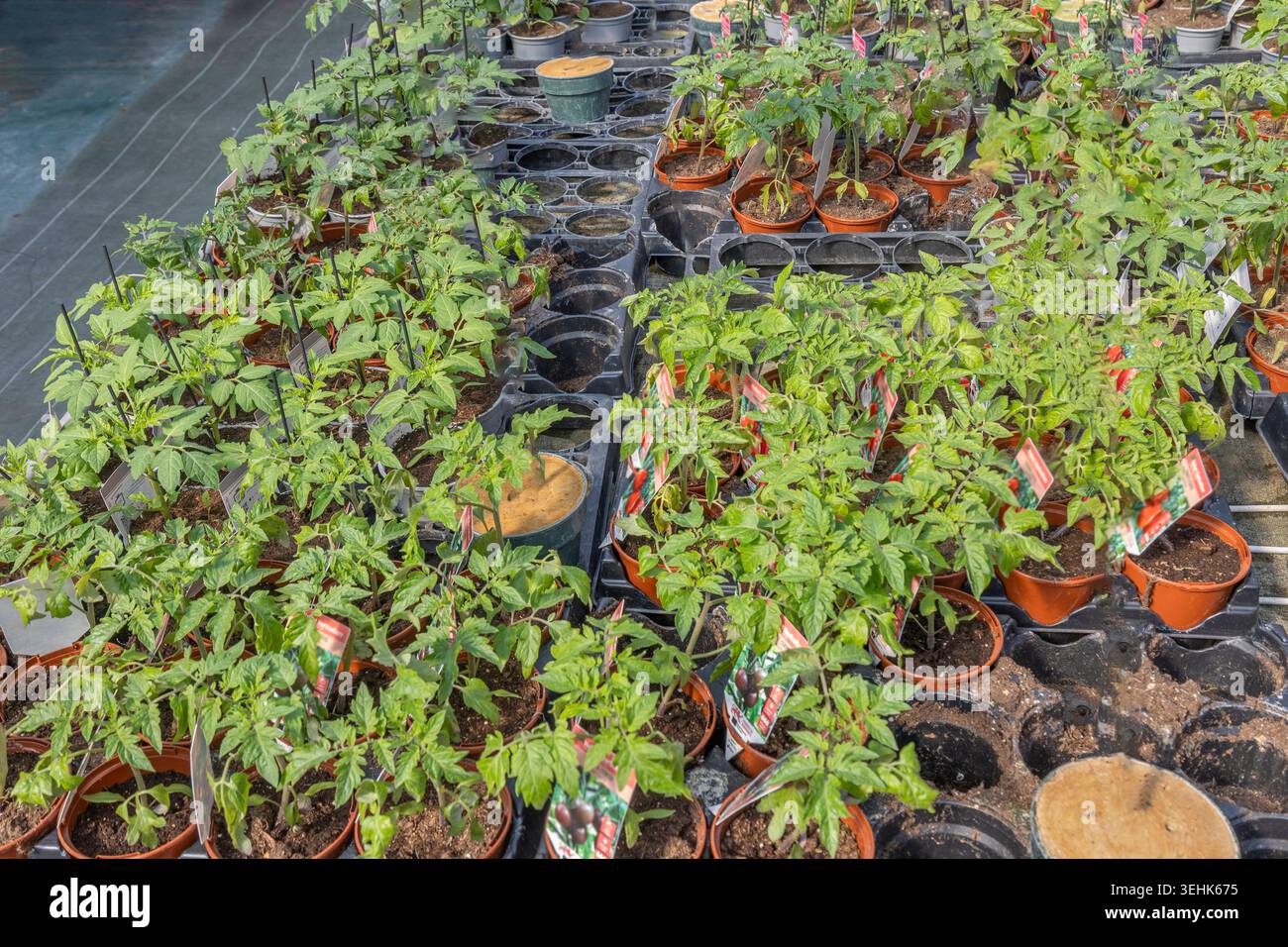 Tomato seedlings grow in brown plastic pots and black seedling trays on ...