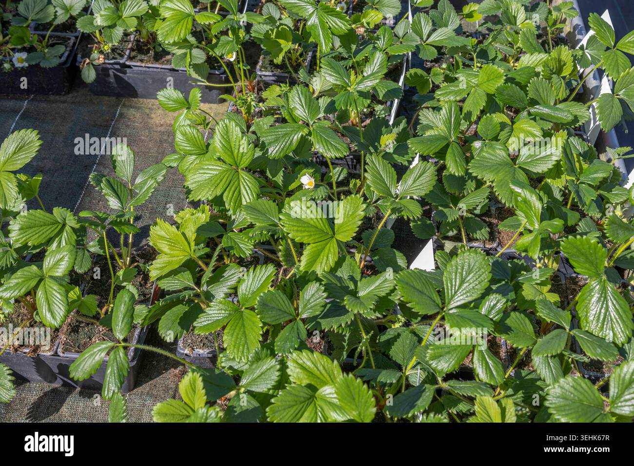 Strawberry plants with white flowers grow in black plastic nursery ...