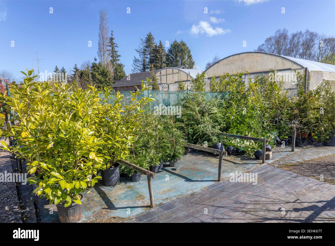 Potted bay laurels Laurus nobilis and conifers are arranged on a ground ...