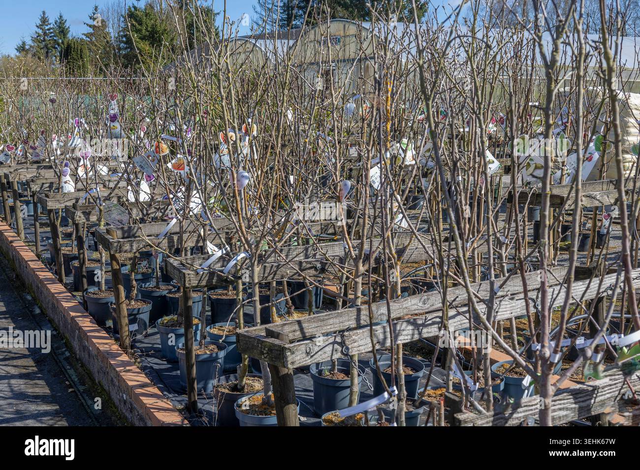 Deciduous saplings in black plastic pots are arranged on wooden support ...
