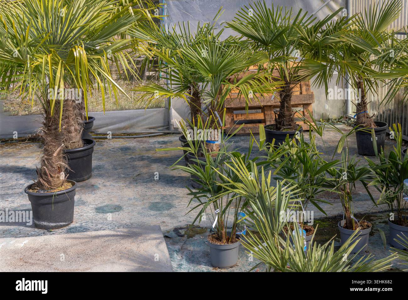 Several Windmill Palms Trachycarpus fortunei of varying sizes are ...