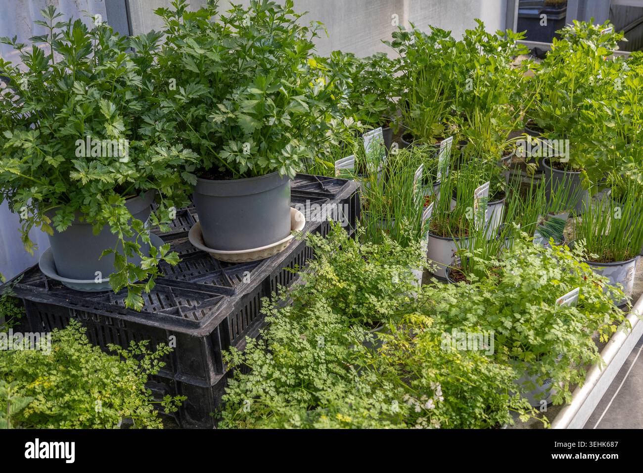 Potted parsley Petroselinum crispum and chives Allium schoenoprasum are ...