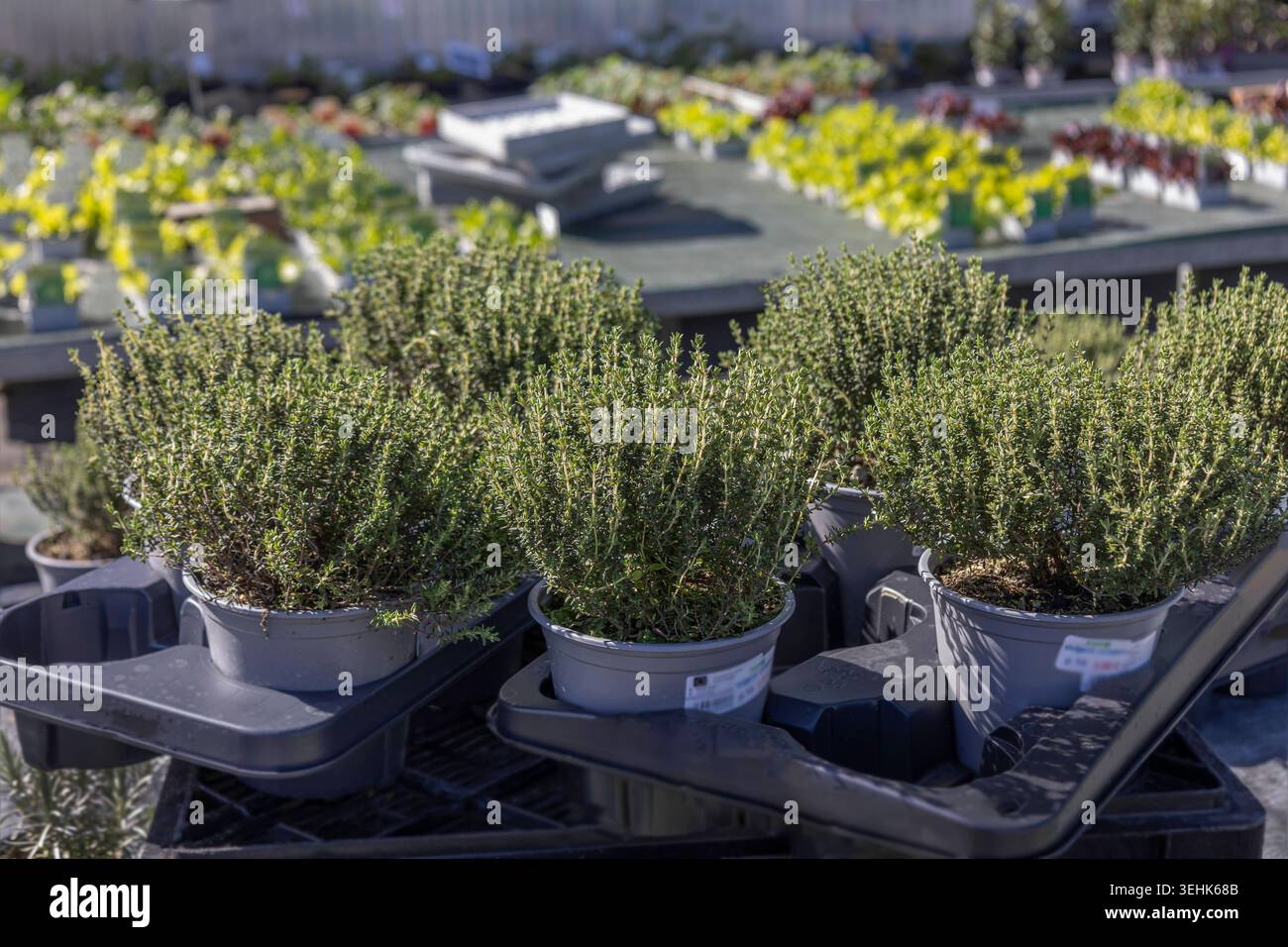 Several thyme Thymus vulgaris plants in grey plastic pots are arranged ...